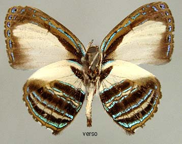 Papua Insects Foundation (Lepidoptera/Lycaenidae/Lycaeninae ...